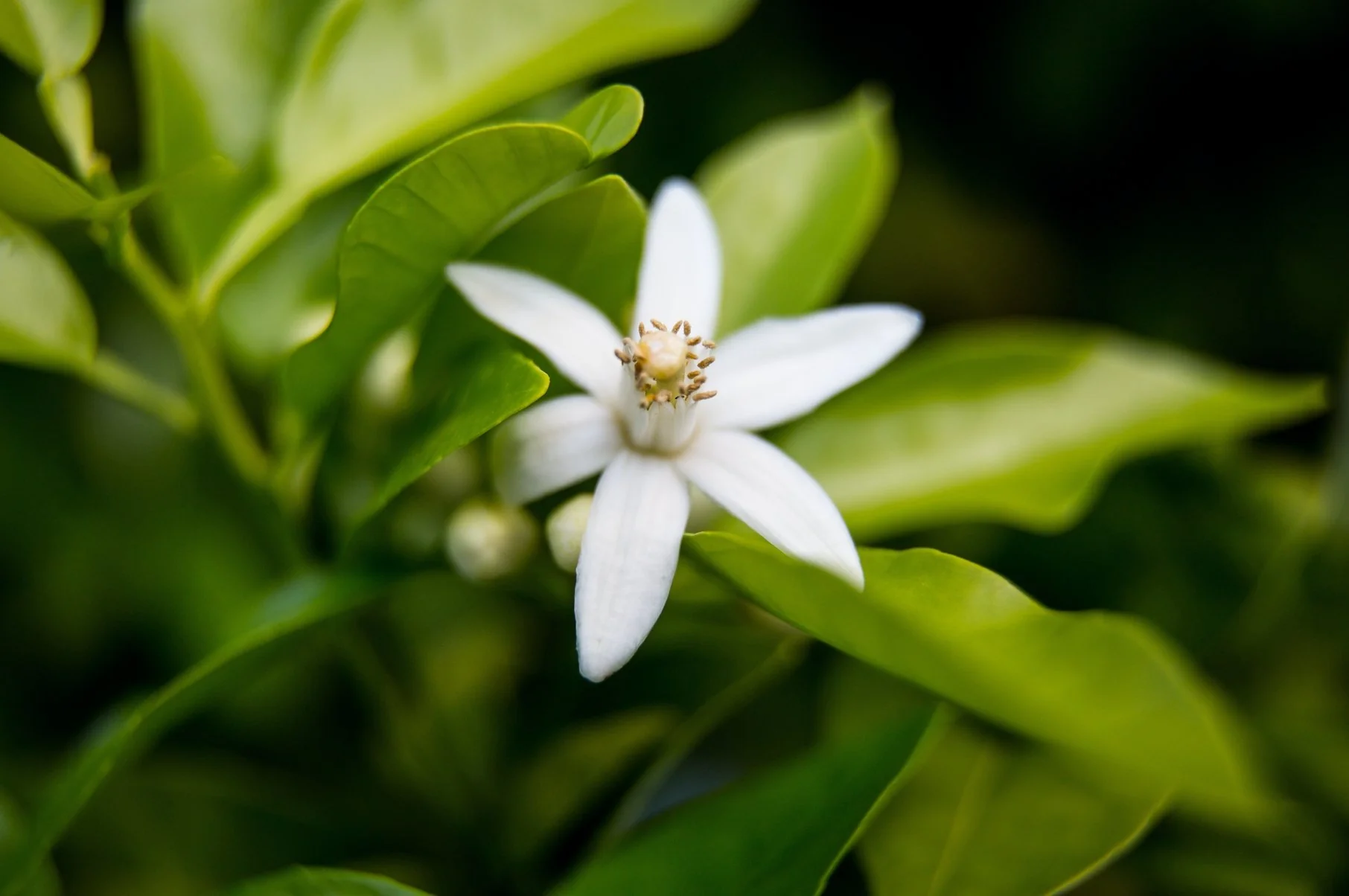 Neroli: Why It’s Good for Your Skin – Appalachian Botanical Co.